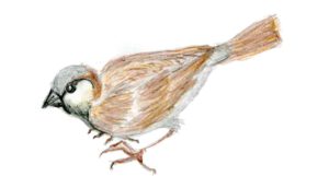 Spatz am Dach * SchauRein! Online